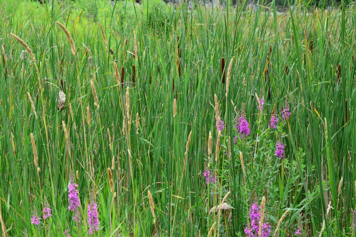 20 gramíneas ornamentales para el jardín - Guia de jardin