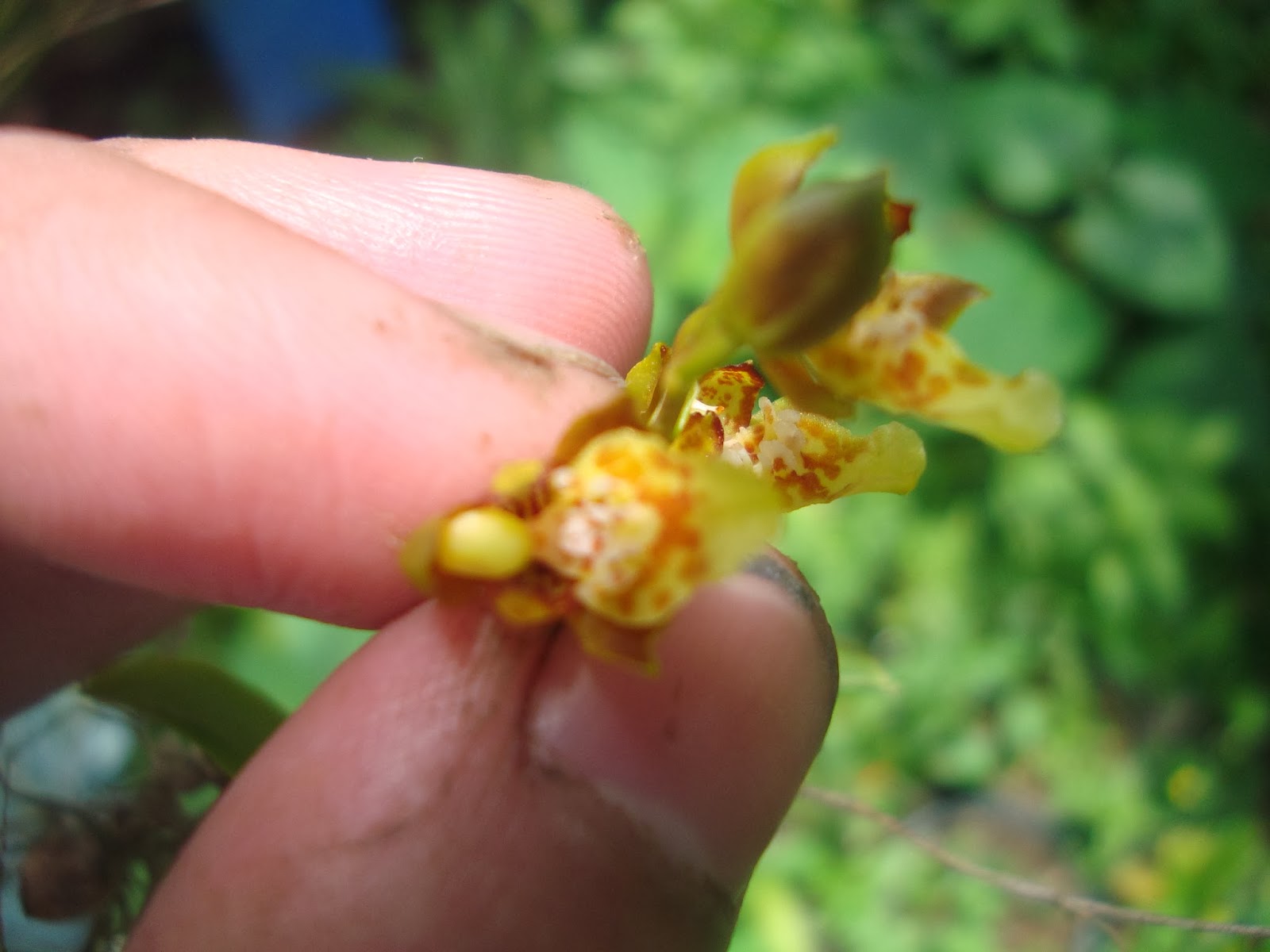 Orquídeas HElid: Leochilus Carinatus