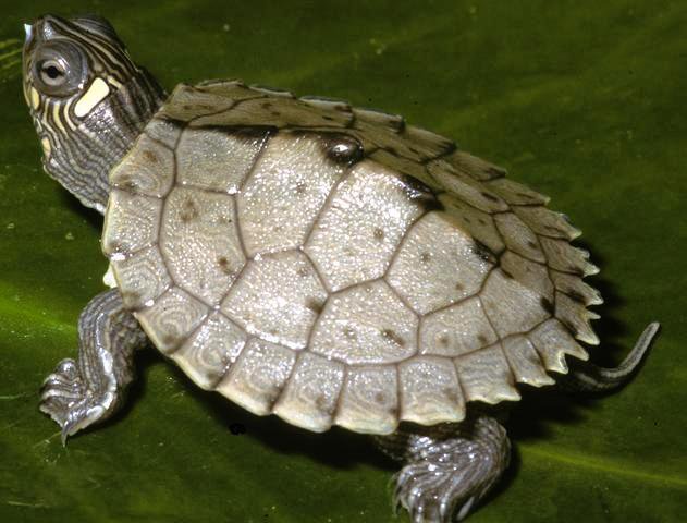 Criadero Kimbi: La Tortuga Falsa Mapa / Graptemys pseudogeographica