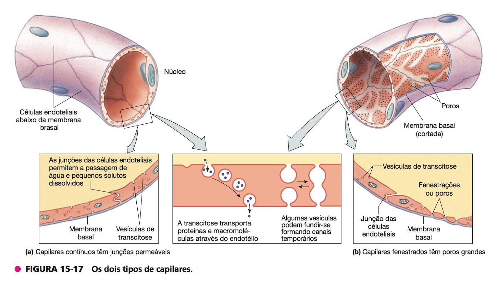 Os dois tipos de capilares
