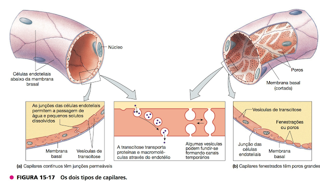 Os dois tipos de capilares