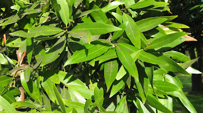 Trees of Santa Cruz County: Umbellularia californica - California Bay ...