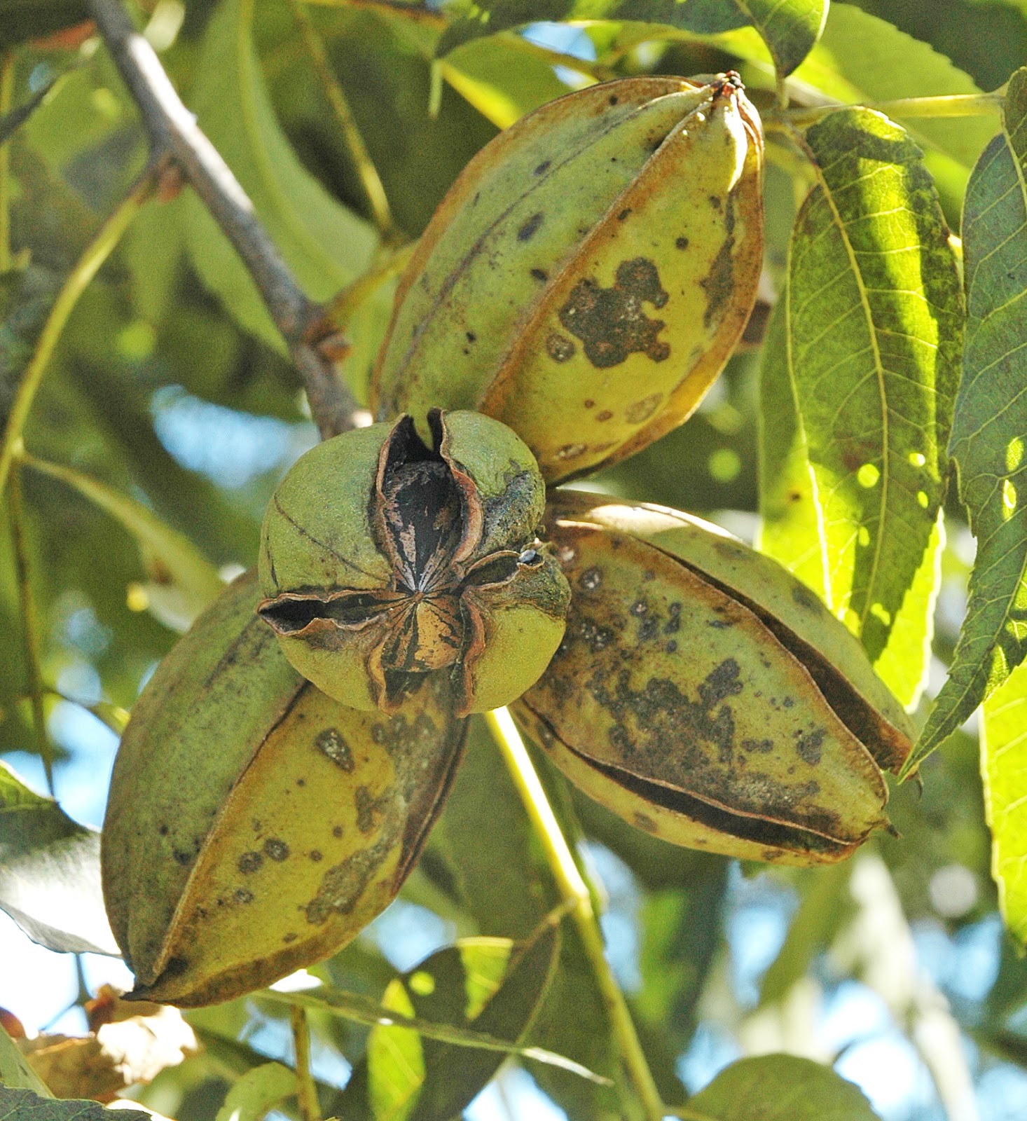 Northern Pecans: Pecan cultivars ripening by Oct 16