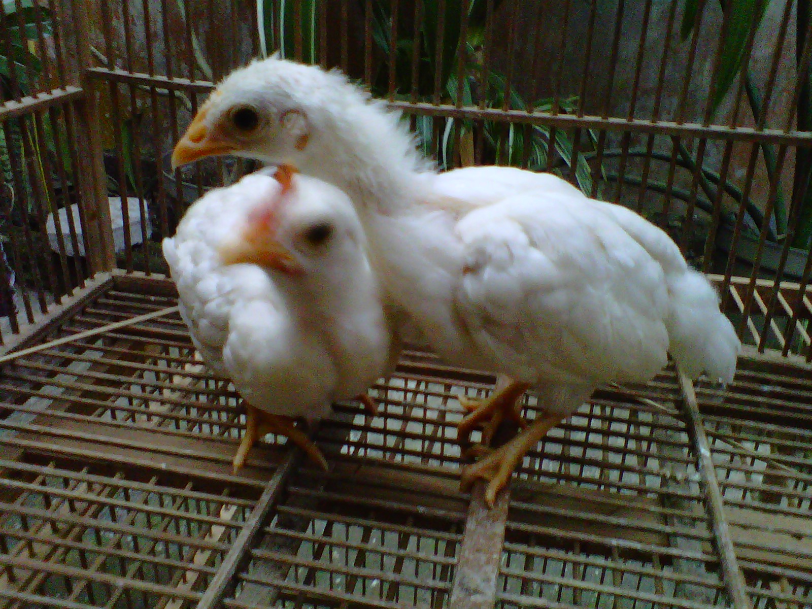 ANAK AYAM HIAS: JUAL ANAK AYAM HIAS :)
