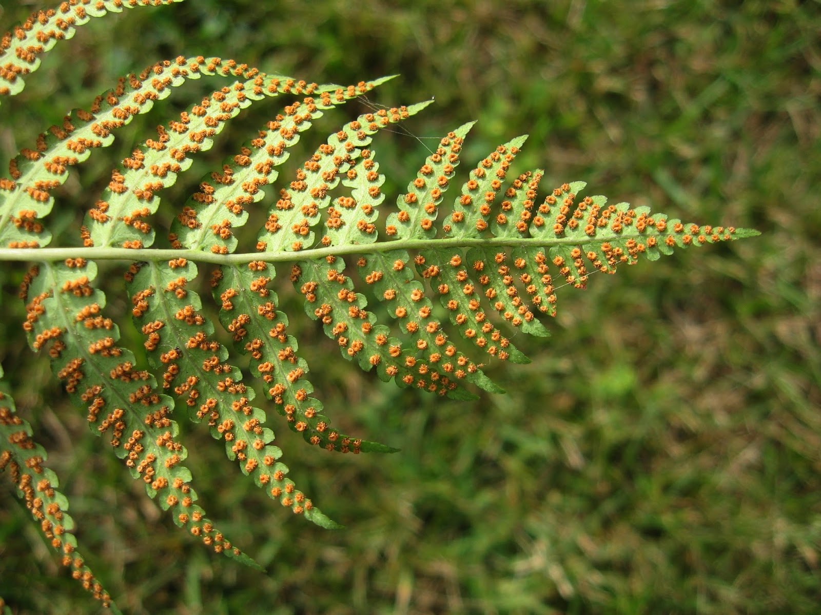 Tangled Web: Marginal Wood Fern (Dryopteris marginalis)