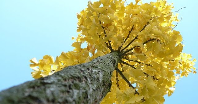 Jammu and Kashmir Medicinal Plants Introduction Centre: ginkgo saplings