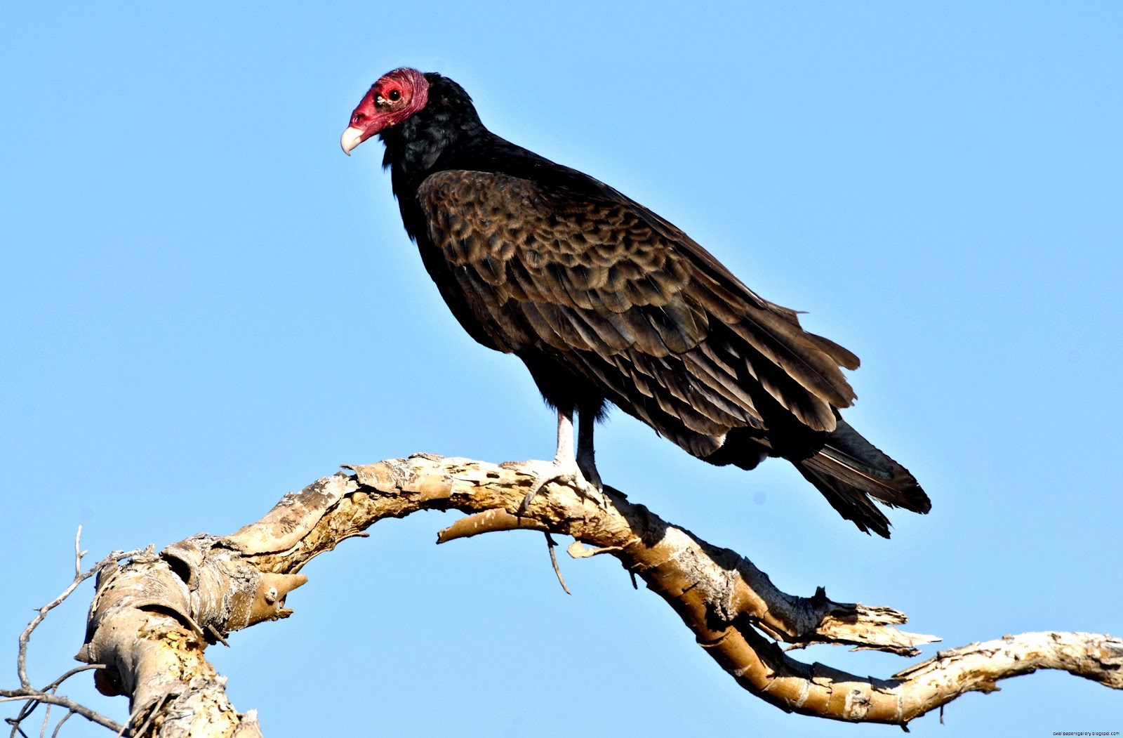 Desert Vulture | Wallpapers Gallery