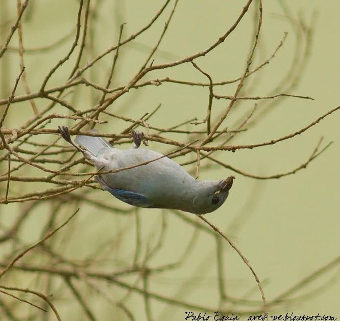 mis fotos de aves: Tangara episcopus Tangara Azuleja Blue-gray Tanager