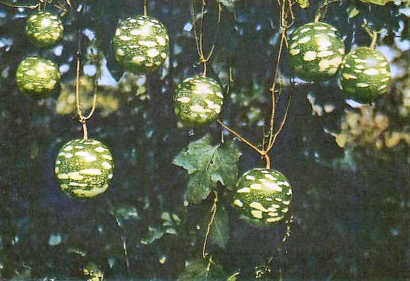 "S" obéit et "R" agit: Calebasse