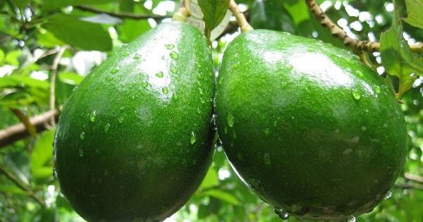 FRUTAS BRASIL: Abacate, curiosidades
