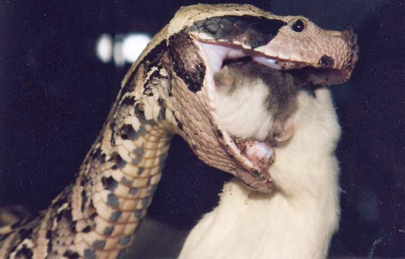 Víbora del Gabón (Bitis gabonica)
