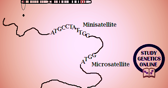 Study Genetics Online: Repetitive and Non-Repetitive DNA