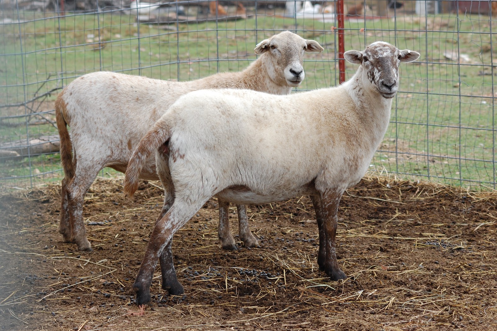 Little Hills Sheep Ranch