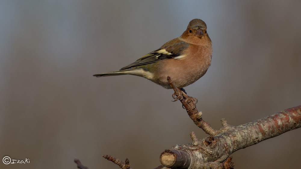Nosoloaves - Aves del mundo (Birds of the world): Pinzon vulgar ...