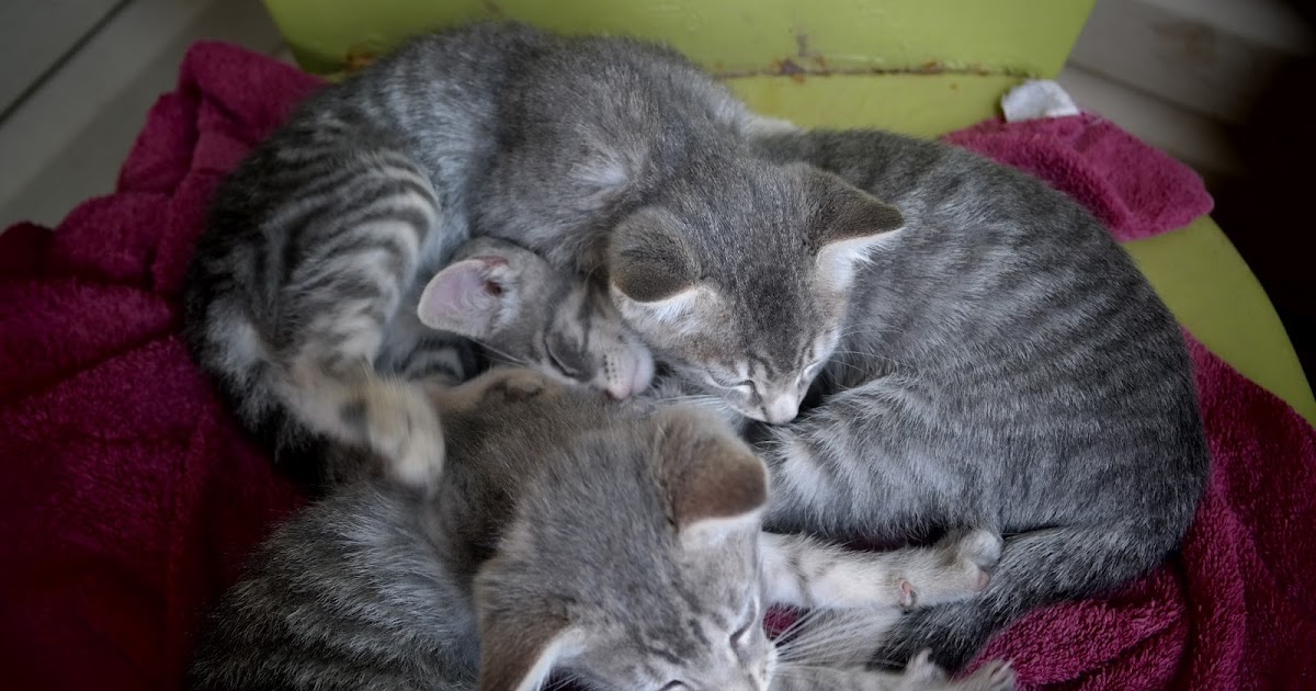Harvest Lane Cottage: 10 Top Tips to Socialize Kittens