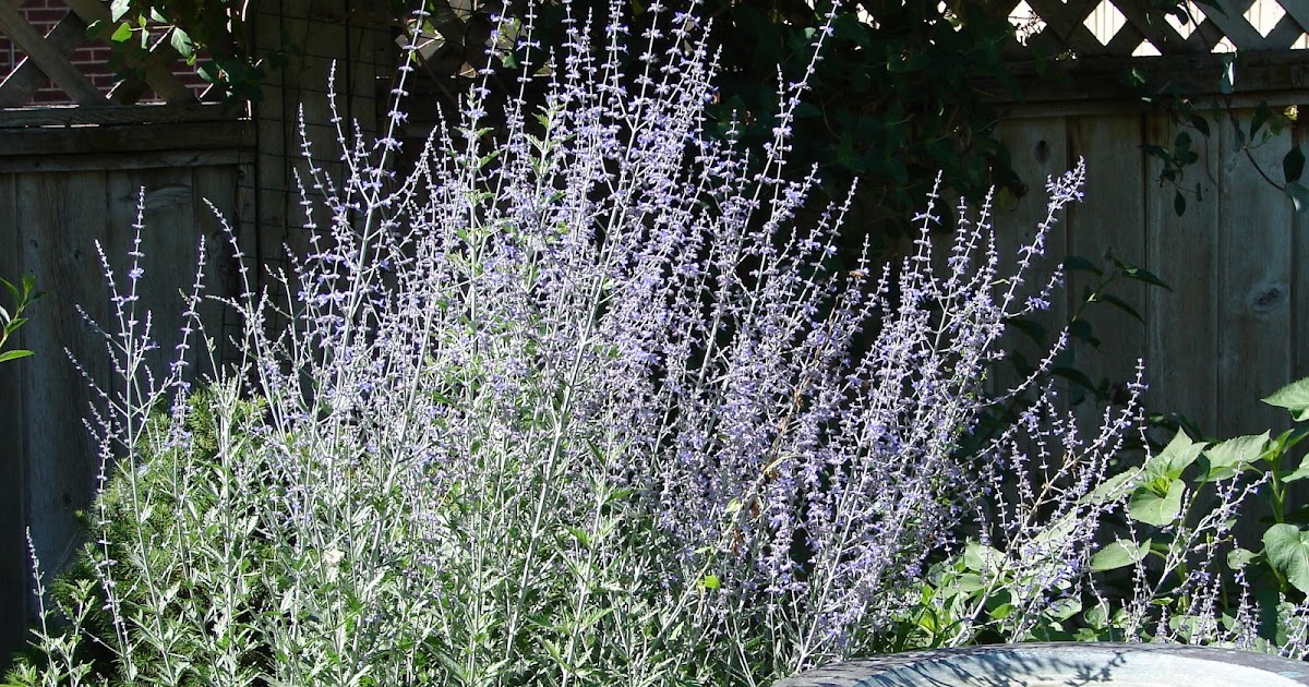 New Utah Gardener: Russian Sage loves Utah!