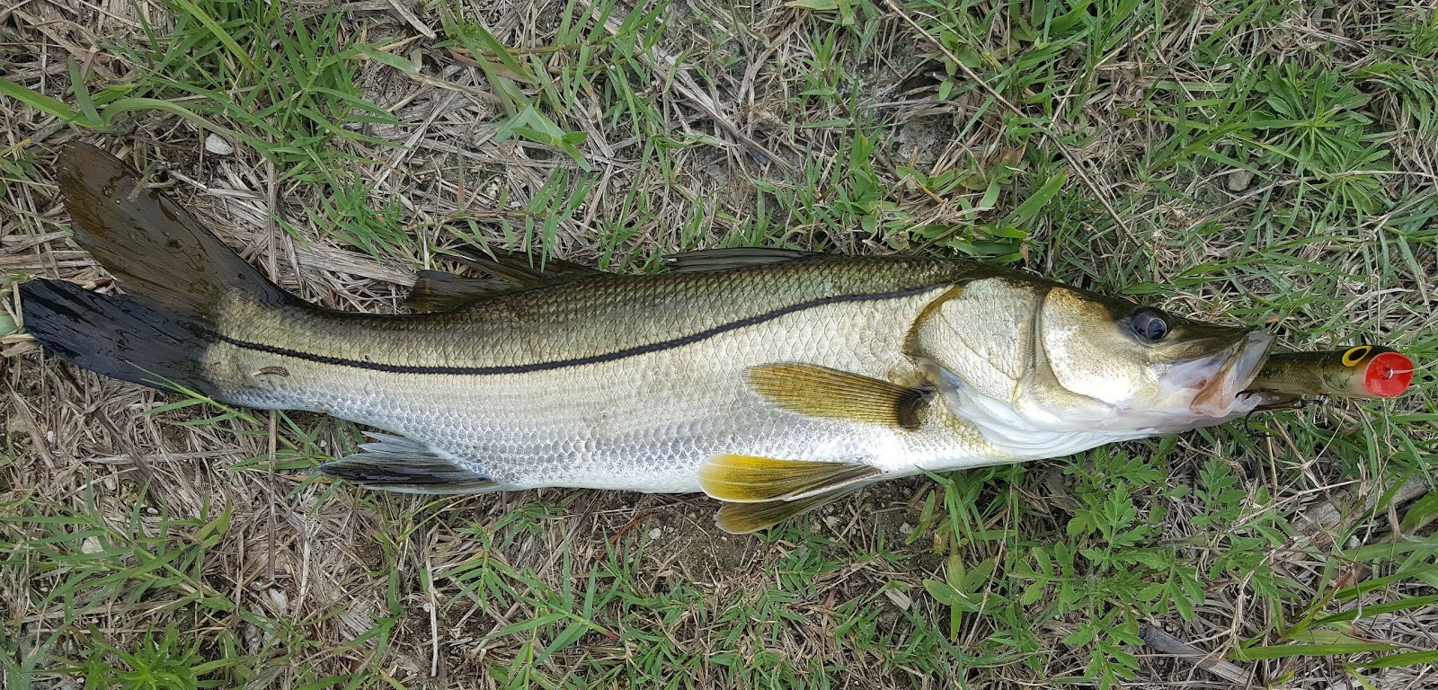 Mosquito Lagoon & Indian River Fishing: Shiloh Road Snook Fishing