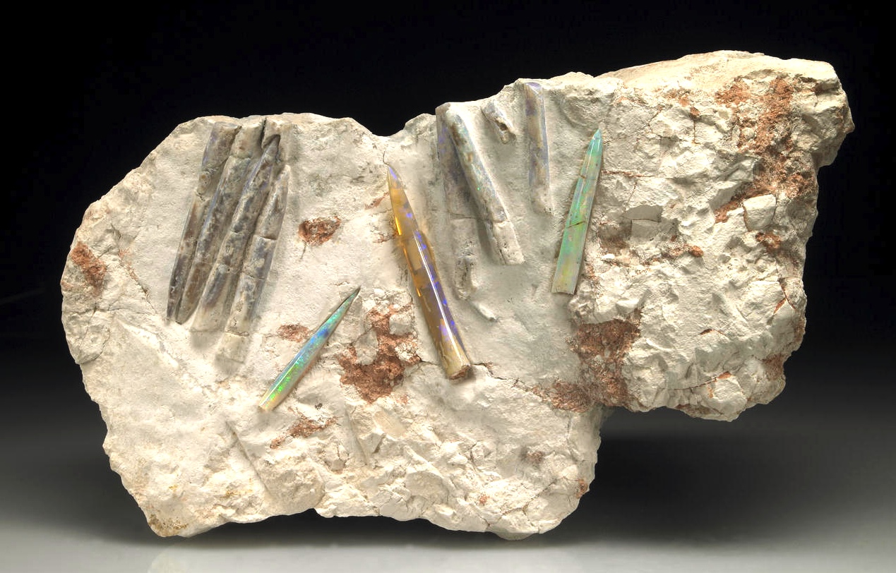 opalized belemnites | Crystals and gemstones, Fossils, Stones and crystals