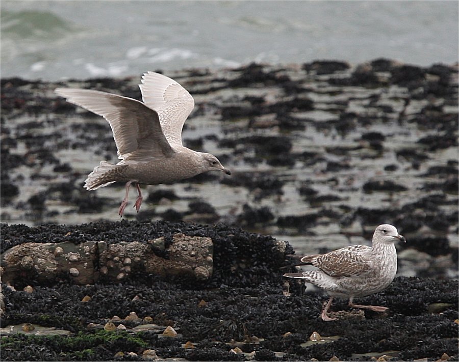 Murfs Wildlife : More Iceland Gulls