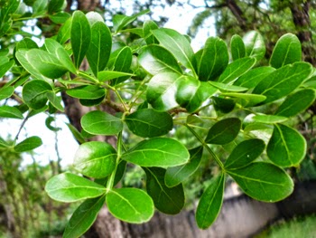 Wood Apple-Limonia acidissima-Divul | SL Flora