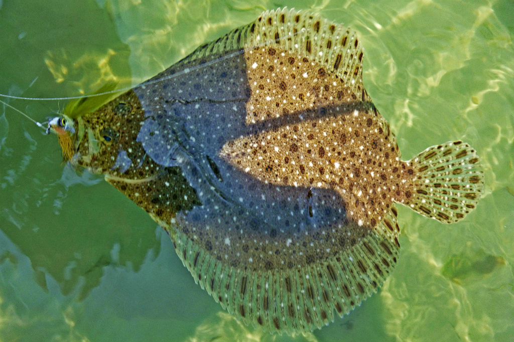 Flounder on the Fly? | Fishing with Fiberglass Fly Rods | Fiberglass ...