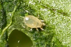 Variety of Life: Amblyseius