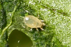 Variety of Life: Amblyseius