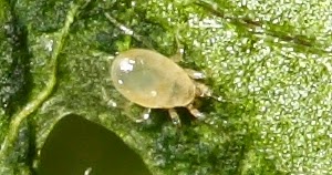 Variety of Life: Amblyseius