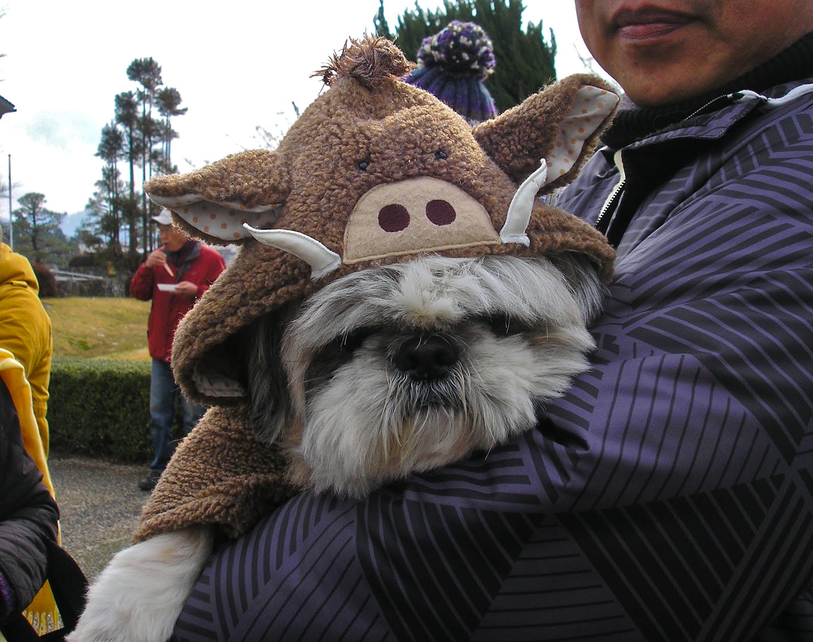 Craig and Quinn's Nihon Adventure: Inoshishi Matsuri (Prepare to have ...