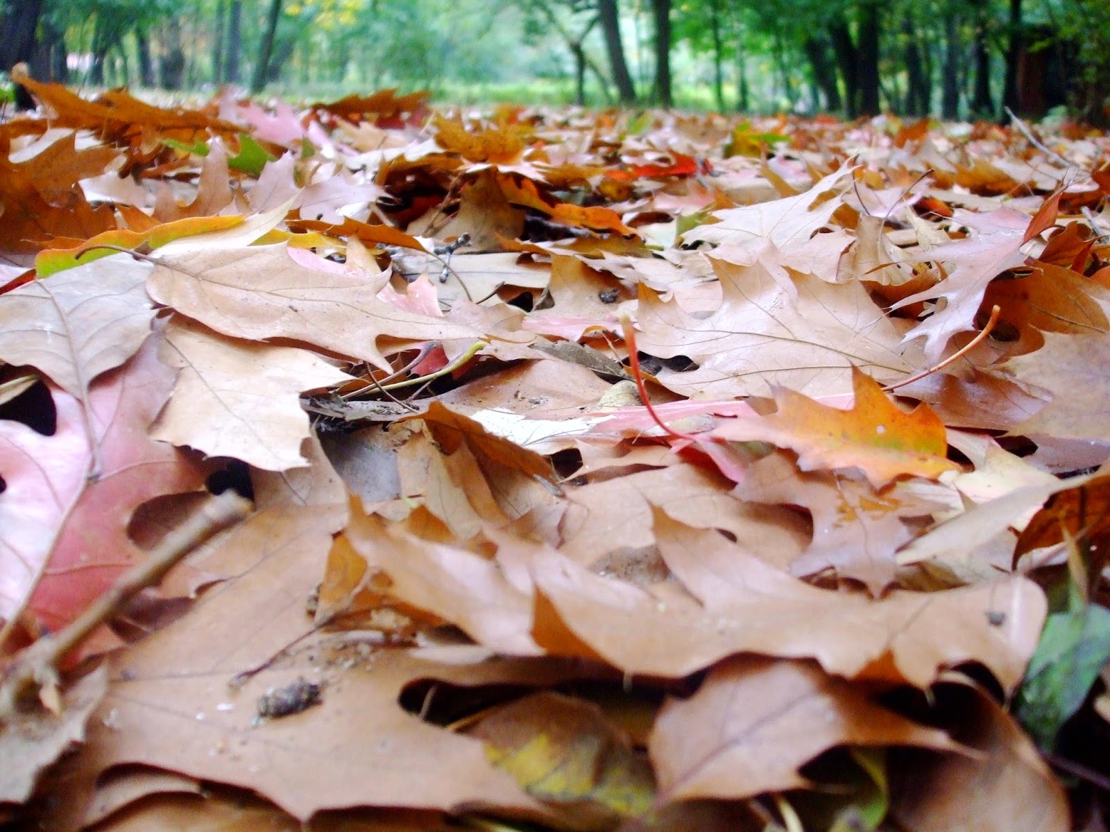 Pentru scoala: Dialog intre un copil si o frunza