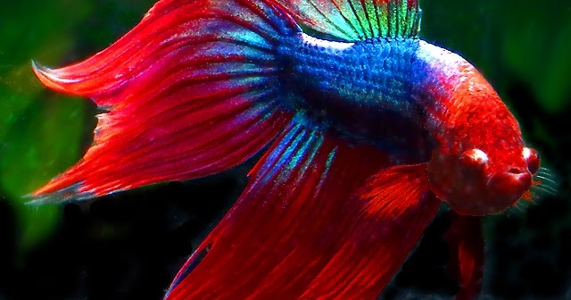 criadores de peixes betta: aprenda a criar peixes betta em casa