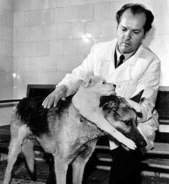 Bizarre Experiments - Demikhov’s Two-Headed Dogs | My Crazy Email