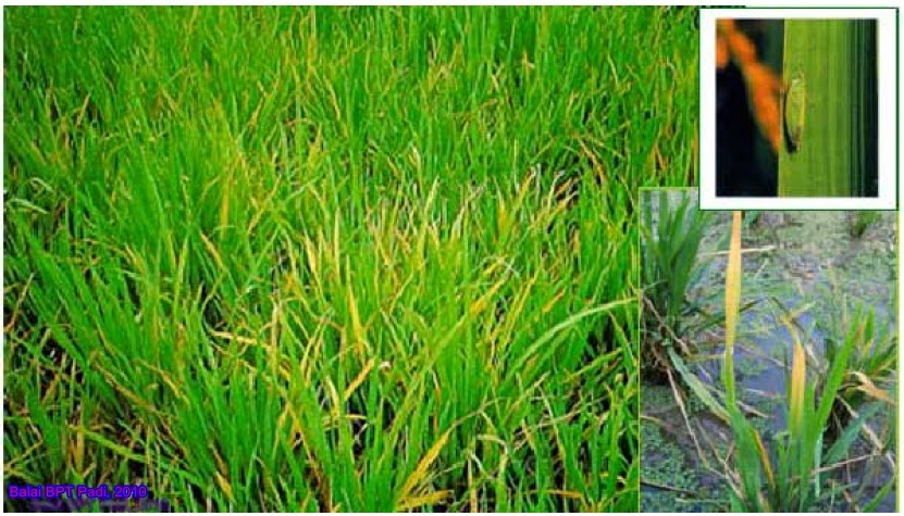TUNGRO DISEASE, RICE - INDIA: (ARUNACHAL PRADESH)