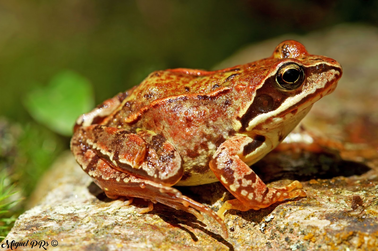 Nuestros anfibios cara a cara: las ranas