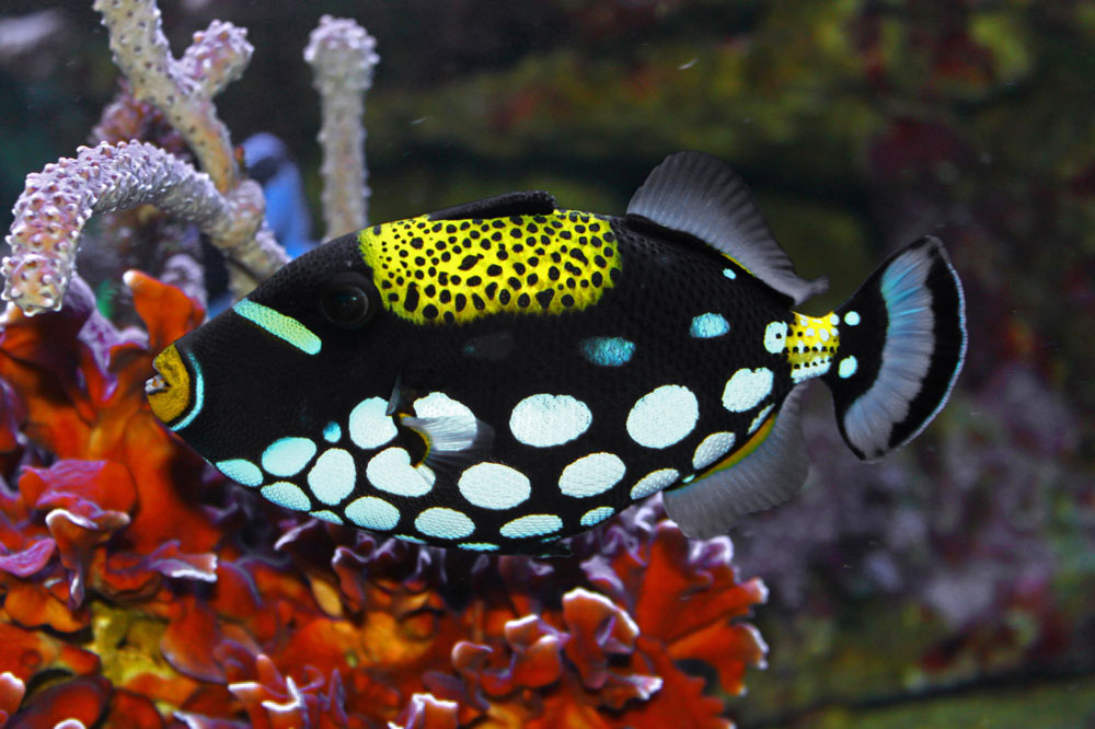 Life under the blue water : Clown triggerfish - the most popular and ...