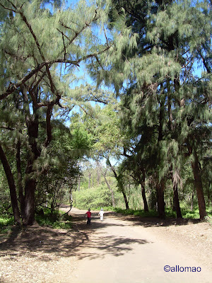 Dakar la Belle: Les Allées du Parc de Hann