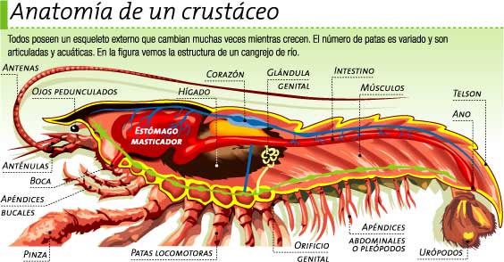 BIOLOGÍA Y GEOLOGÍA 1º ESO: Anatomía de un crustáceo