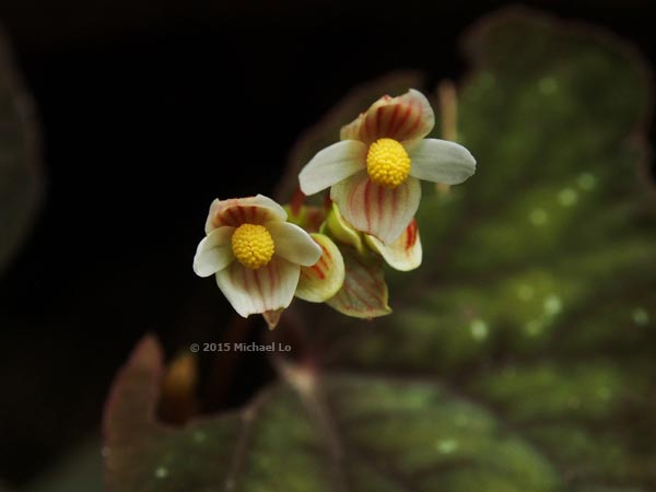 The rainforests of Borneo & Southeast Asia: Begonia variabilis from ...