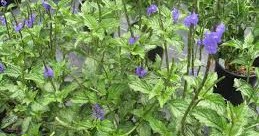 √ Manfaat Tanaman Pecut Kuda Bagi Kesehatan Dan Pengobatan | Share Info