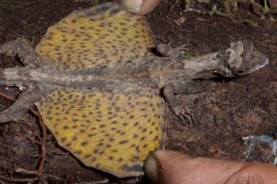 Real Monstrosities: Flying Dragon