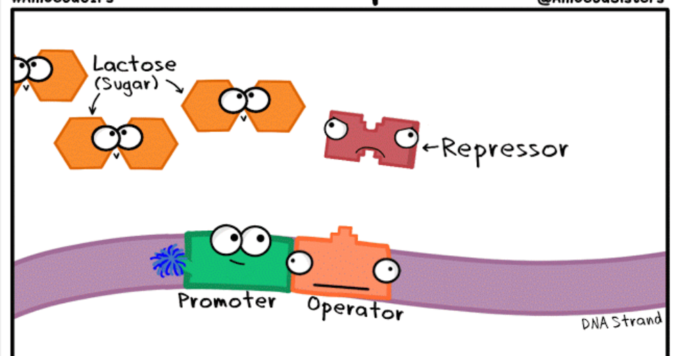 #134 Gene control in prokaryotes (lac operon) | Biology Notes for A level