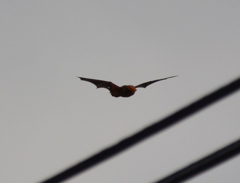 Woods Walks and Wildlife: January 2013