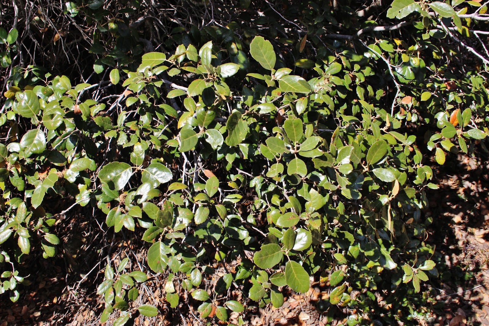 Biodiversity of Cyprus by NGO Protection of the Natural Heritage and ...