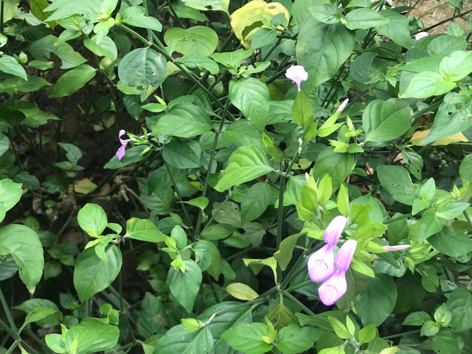 新/马草药自然医学: 红丝线的的作用.Peristrophe roxburghiana（Magent plants)medicinal uses.