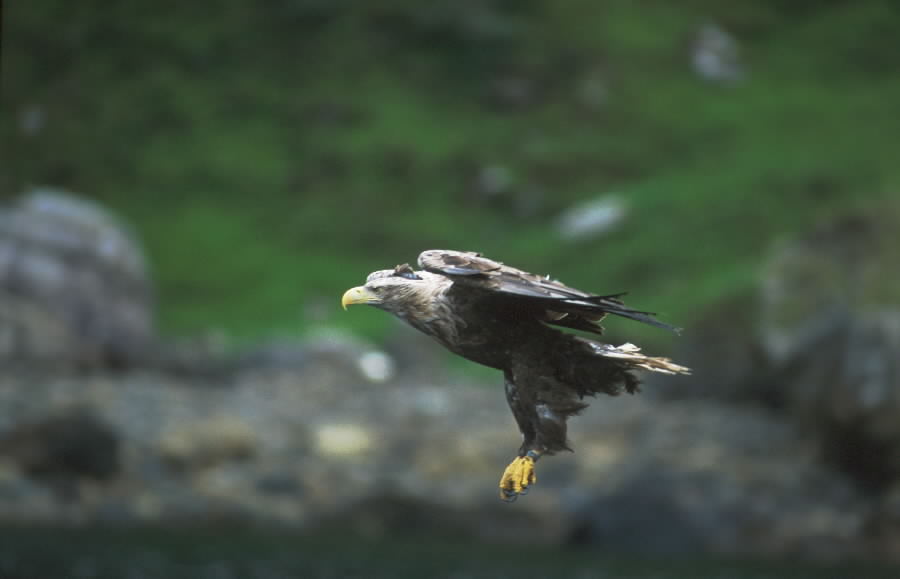 Mull sea eagles diary: April 2013