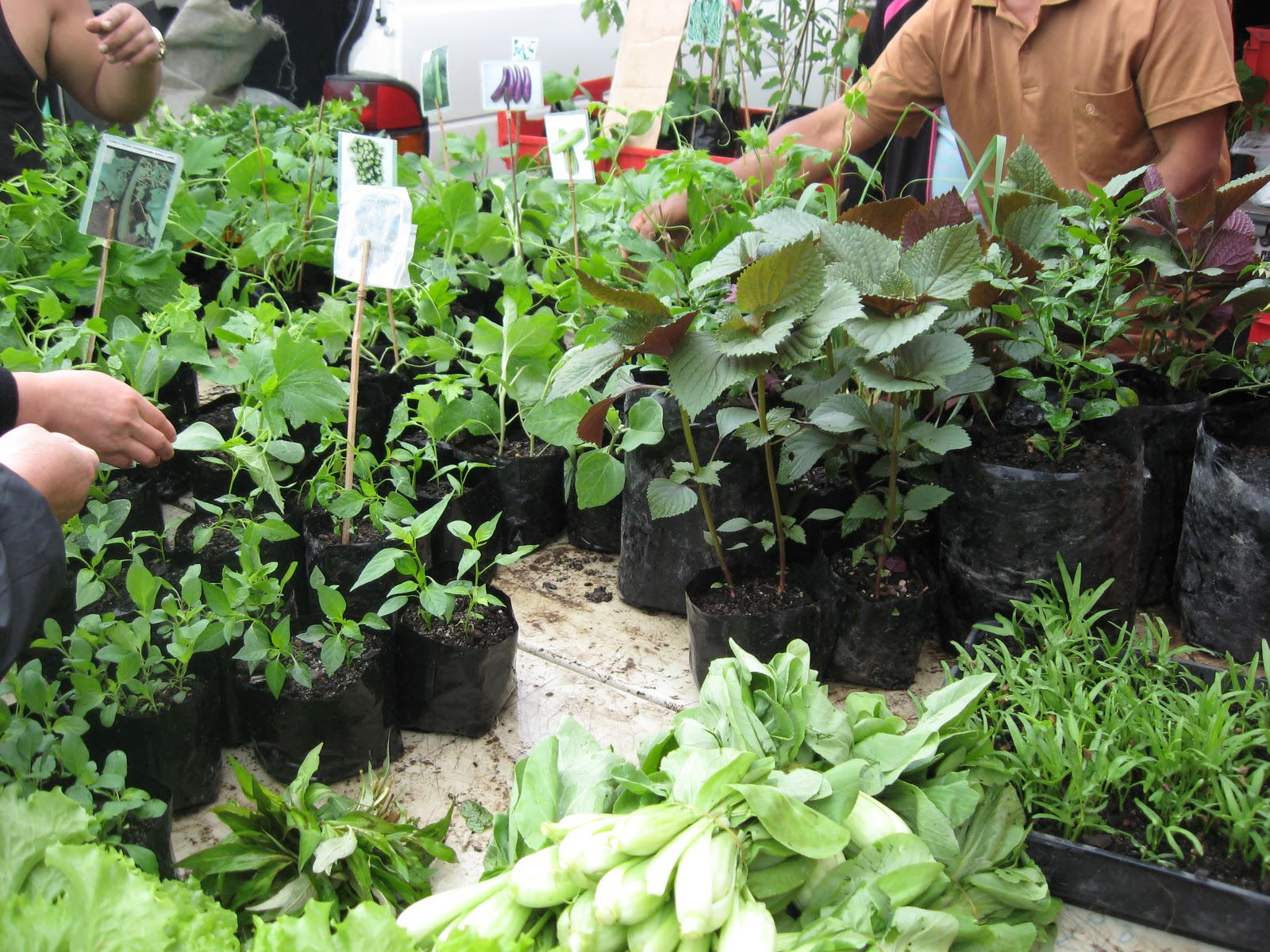 Avondale Sunday Market | Nom Nom Panda