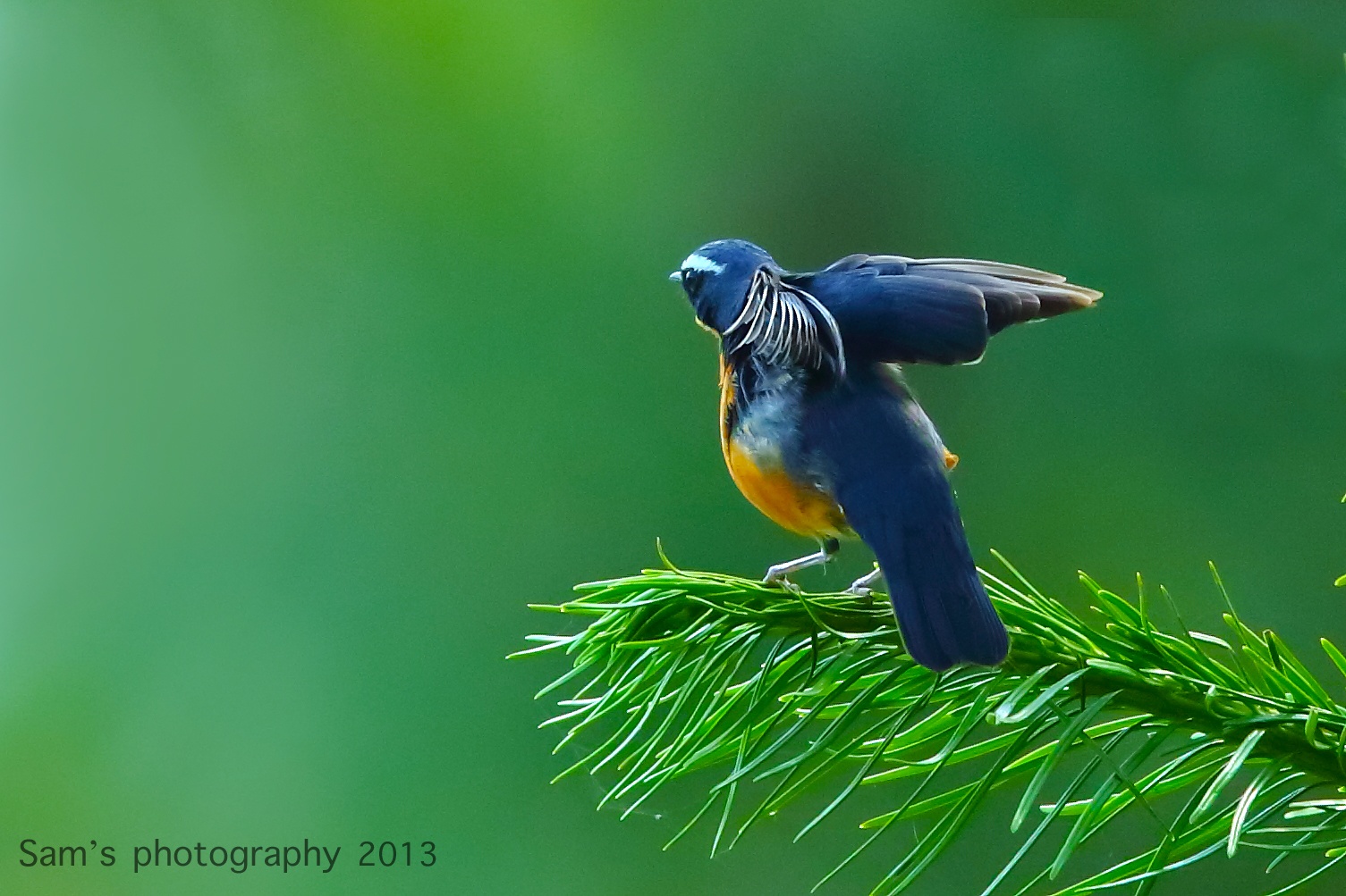 New Birds in Ayubia National Park