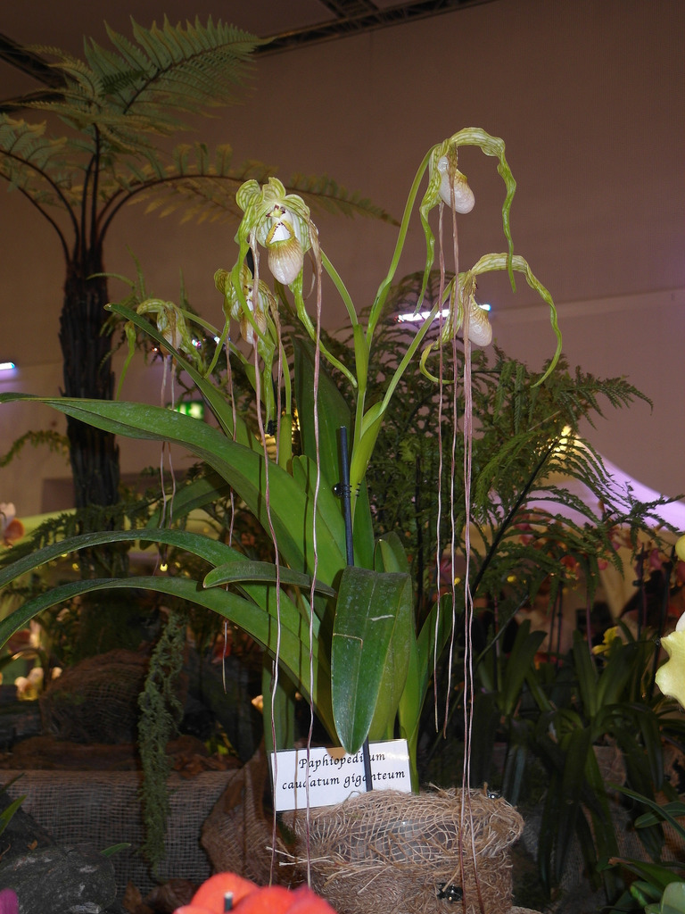 Phragmipedium caudatum care and culture | Travaldo's blog