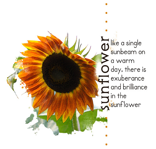 A single sunbeam - Keeping With The Times