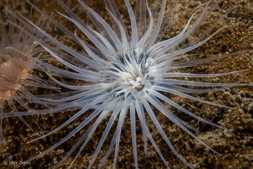 Mick's marine biology: Colourful sea anemones and other extraordinary ...